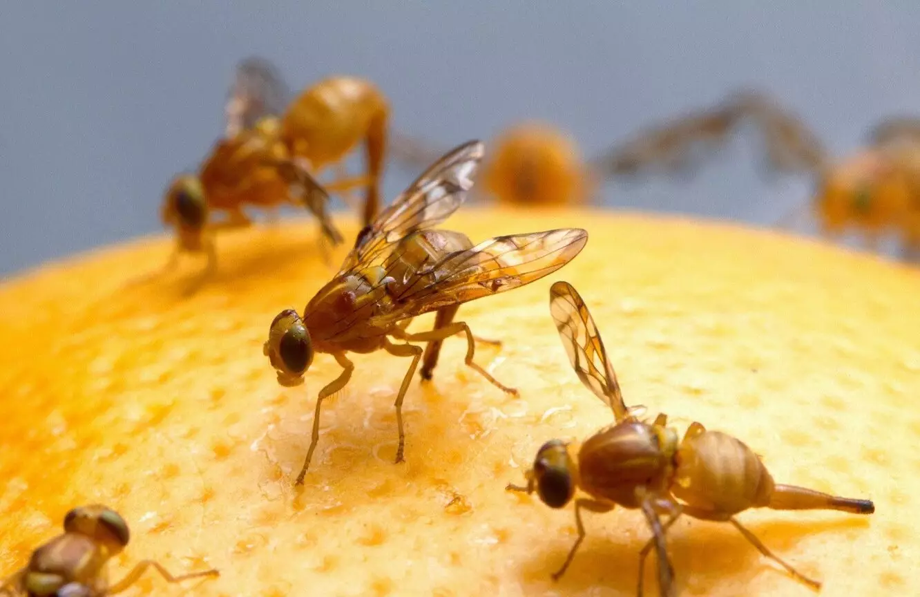 Zelfs wezens zo primitief als fruitvliegen zijn in staat om te leren en beslissingen te nemen. Zo trainden de onderzoekers een groep fruitvliegjes om weg te blijven van een bepaalde geur. Drosophila hebben ook een ruimtelijk geheugen, onthouden de locatie van objecten en voorspellen hun uiterlijk.
