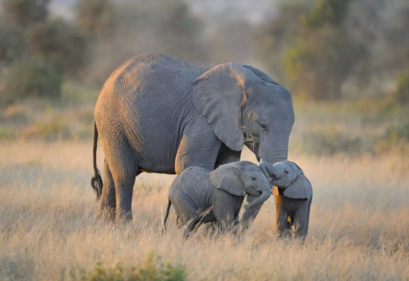 Olifanten hebben bewezen enkele van de slimste zoogdieren ter wereld te zijn, maar ze staan ook bekend om hun empathie. Het is gebleken dat als een olifant in een groep op de een of andere manier gestrest is, andere olifanten hem zullen benaderen en zijn slurf zullen aaien om hem te kalmeren.