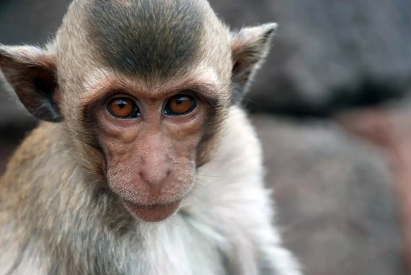 Apen kunnen, ondanks al hun intelligentie, extreem koppig zijn. Een groep apen kreeg voedsel aangeboden om drie verschillende soorten problemen op te lossen. De dieren gebruikten dezelfde tactiek voor het derde type taak dat werkte voor de eerste twee, hoewel er meer aandacht nodig was. De apen hielden vol, zelfs na honderden identieke pogingen.