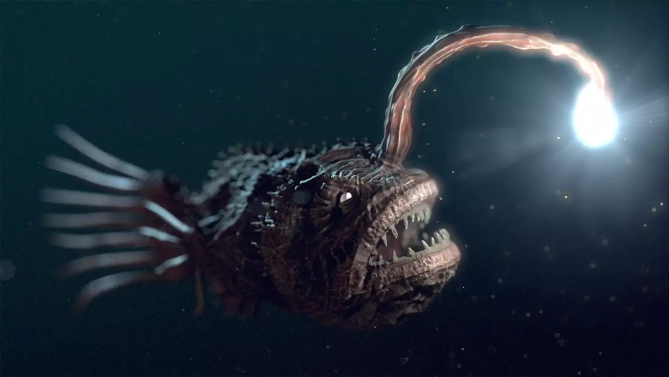 Anglerfish behaapten net nëmmen den Titel vum schrecklechste Fësch um ganze Planéit, awer och dee verréckteste Matarprozess an der Existenz. De männlechen, zéng mol méi kleng wéi d'Weibchen, bësst an hir, an dann wuertwiertlech ... wächst an hire Kierper, gëtt en Anhang fir Spermienproduktioun. Eng weiblech kann e puer vun dëse "Männchen" droen.