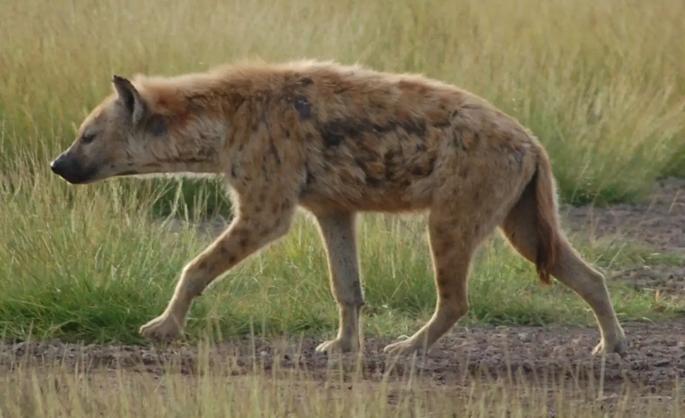 Spotted Hyenas liewen an enger reng matriarchaler Gesellschaft. Hir Weibercher sinn net nëmme méi grouss a méi staark wéi Männercher, mä hunn och Klitoris der Gréisst vun voll-vollwäerteg Penis. An dat erfuerderlecht Lach fir Männercher an der Zuchtsaison ze kommen ass keng einfach Aufgab, trotz der Tatsaach, datt d'Weibchen am Prozess weider dominéiert.