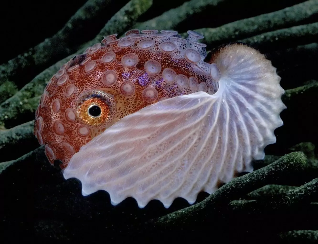 Argonaut kolkrabbinn sker sig úr í vegi fyrir pörun jafnvel meðal annarra kolkrabba. Karldýr hafa sérstakan tentacle sem ber sæðisfrumur, sem, þegar þeir nálgast kvendýr, brýtur sig frá líkamanum og fer að markmiðinu, sjálfstætt klifra þar sem það er nauðsynlegt. Þannig að fyrir karldýr er þetta fyrsta og síðasta kynið í lífinu á meðan kvendýr bíða þar til hvolpar fæðast.