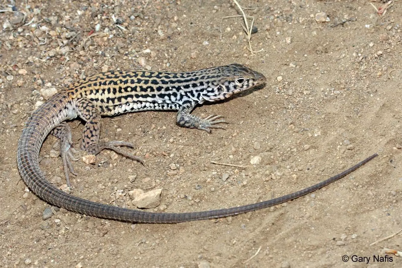 Whiptails, Eidechsen aus der Teiid Famill, maachen iwwerhaapt ouni Männercher, Zucht duerch Parthenogenese. Zur selwechter Zäit, komesch genuch, hunn se e Matarritual - zwee Eidechsen weisen d'Partung fir e Mount, een als männlech, deen aneren als Weibchen. No zwou Wochen wiesselen se d'Roll.