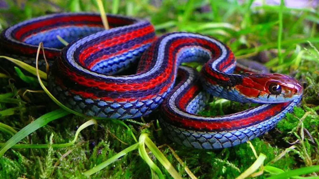 Serpenti giarrettiera, sono serpenti da giardino che non riconoscono l'accoppiamento in solitudine. Non appena la stagione degli amori inizia in aprile-maggio, i maschi aspettano che le femmine appaiano dai buchi, quindi si avventano su di loro. Poiché ci sono meno femmine che maschi, una "signora" a volte ha più di una dozzina di "cavalieri", che formano un'enorme palla intrecciata. In una piccola area, migliaia di serpenti possono accoppiarsi contemporaneamente.