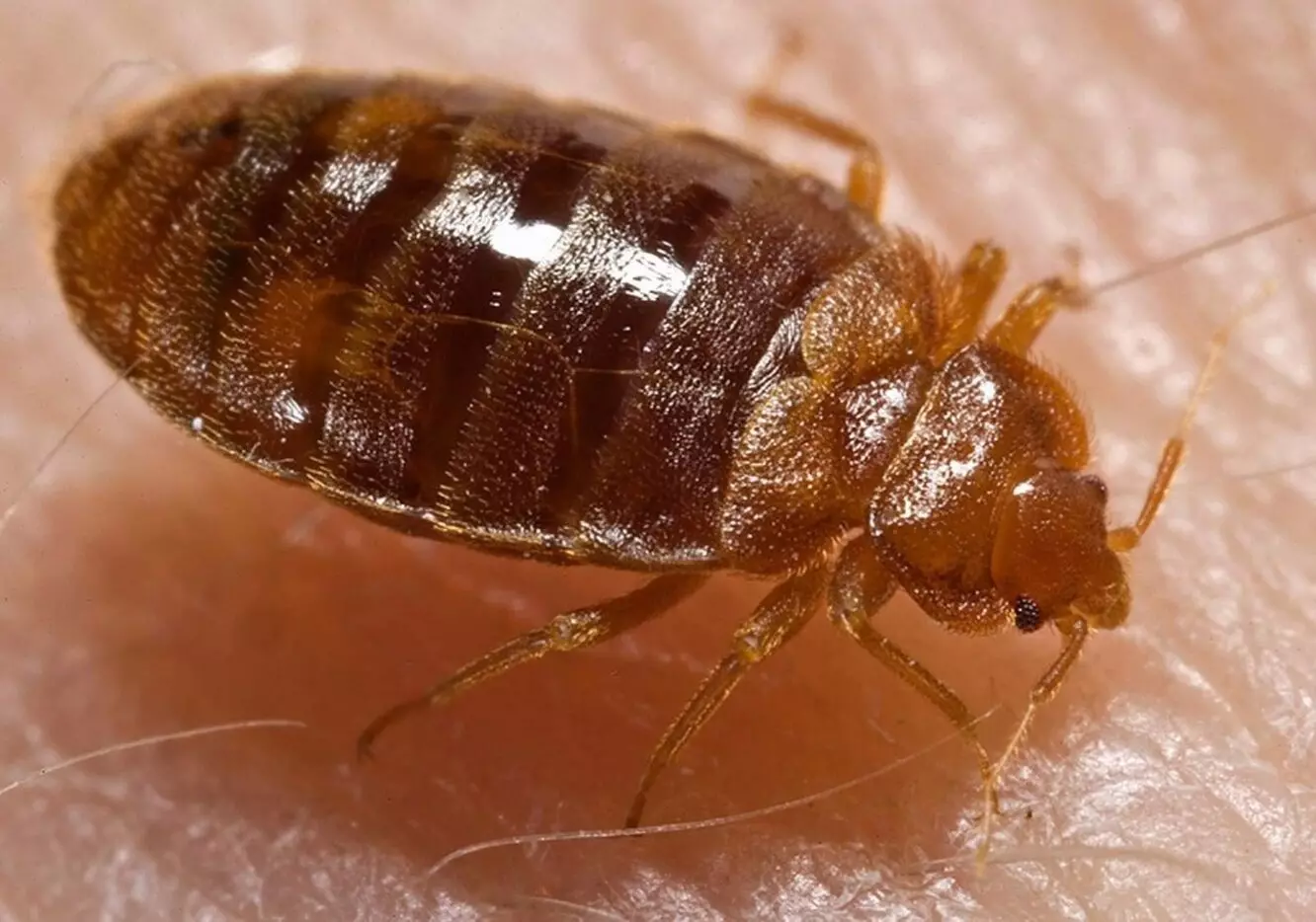 Le cimici sono note per la loro sete di sangue, ma hanno anche un desiderio inadeguato di riprodursi. Una cimice può accoppiarsi dozzine di volte al giorno, perforando il suo partner ovunque con i suoi genitali aguzzi. Tuttavia, non danneggia la femmina. Di conseguenza, una nuova generazione di femmine può nascere con aperture genitali aggiuntive su tutto il corpo.