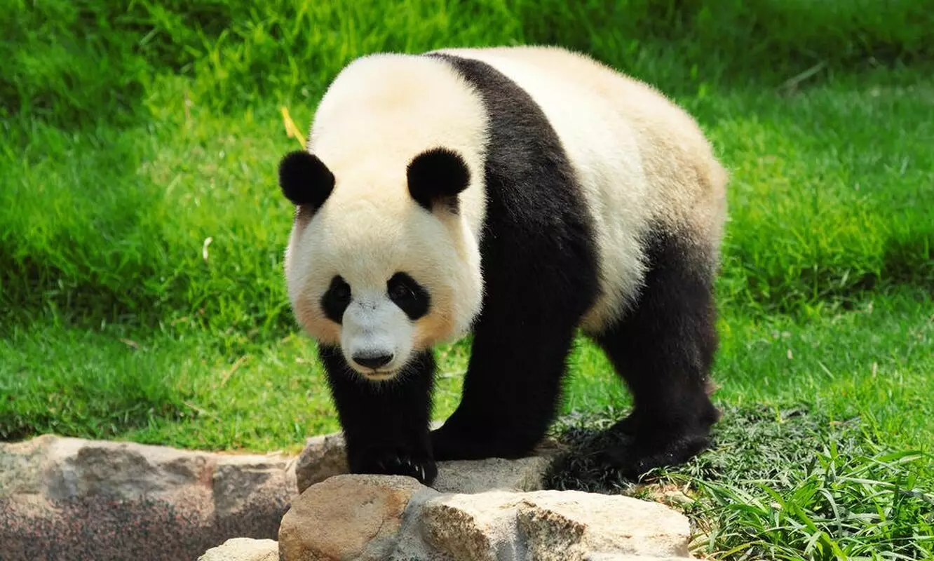 Riesepandas maachen et gutt an Zooen, mat enger Ausnahm - bis 2000 hu si sech éierlech refuséiert do ze breeden. Et huet sech erausgestallt datt alles vill méi erfollegräich leeft wann Dir d'Pandas d'Pande vu wilde Pandas op Video léisst kucken, dat heescht, tatsächlech, se duerch Pornographie opfeieren.