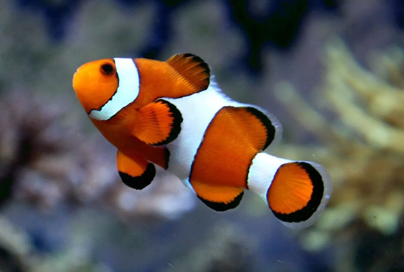 Is hermaphrodites iad clownfish ó bhreith, ag athrú a n-inscne de réir mar a aibíonn siad agus a athraíonn stádas sóisialta. Is fireannaigh iad gach ógánach i ngrúpa atá á rialú ag baineannach fásta. Nuair a fhaigheann sí bás, athraíonn an fear is sine gnéas agus glacann sí a háit.