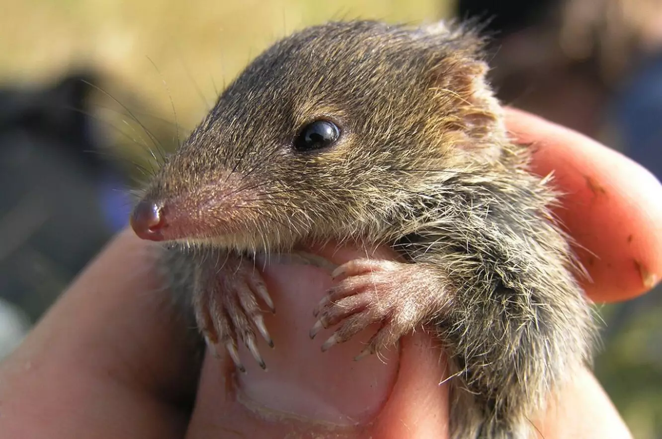 Déanann lucha marsupial donn, in ainneoin go mbaineann siad leis an ord marsupials creiche, gan mála. Le linn an tséasúir cúplála, téann fireannaigh ar fhairsing, ag cúpláil ar feadh uaireanta le baineannaigh éagsúla agus ag fáil bháis leis an ocras dá bharr.