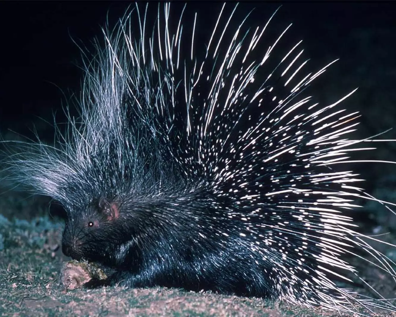 Weiblech Porcupines si prett fir bannent enger extrem kuerzer Zäit ze paréieren - vun 8 bis 12 Stonnen nëmmen eemol am Joer. E Mann deen d'Opmierksamkeet vun engem Verlobten unzitt, muss op seng hënnescht Been stoen an se richteg mat sengem Urin sprëtzen. Wann de Ritual richteg ausgeführt gëtt, sinn d'Pinkelen bereet ze raschten.