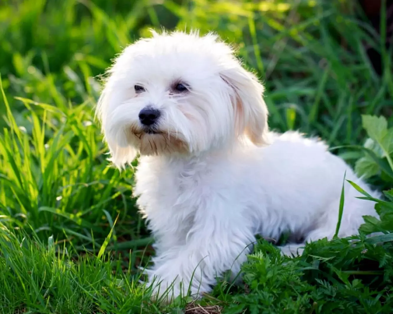 terrier maltese