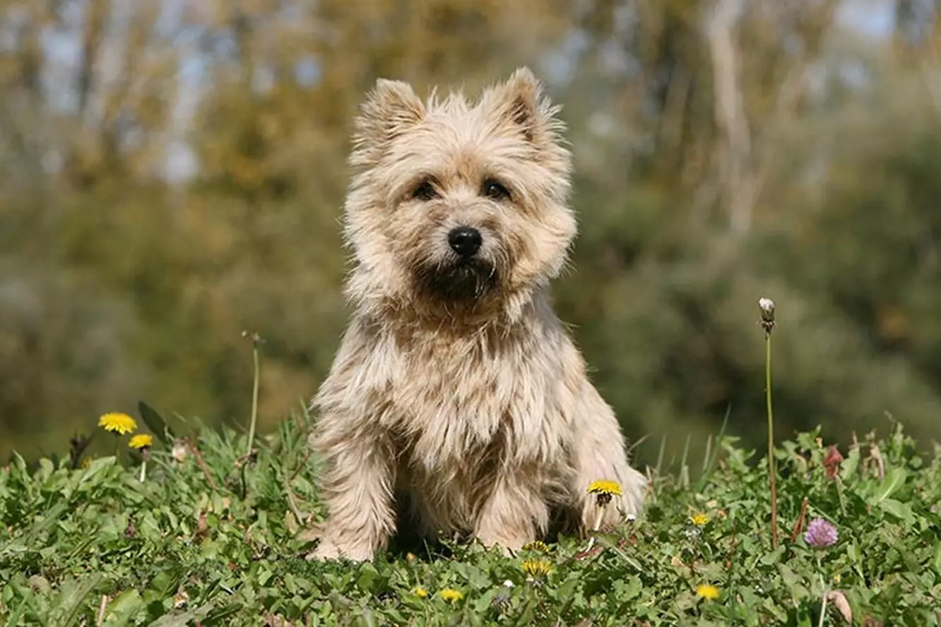 Drăguț Cairn Terrier