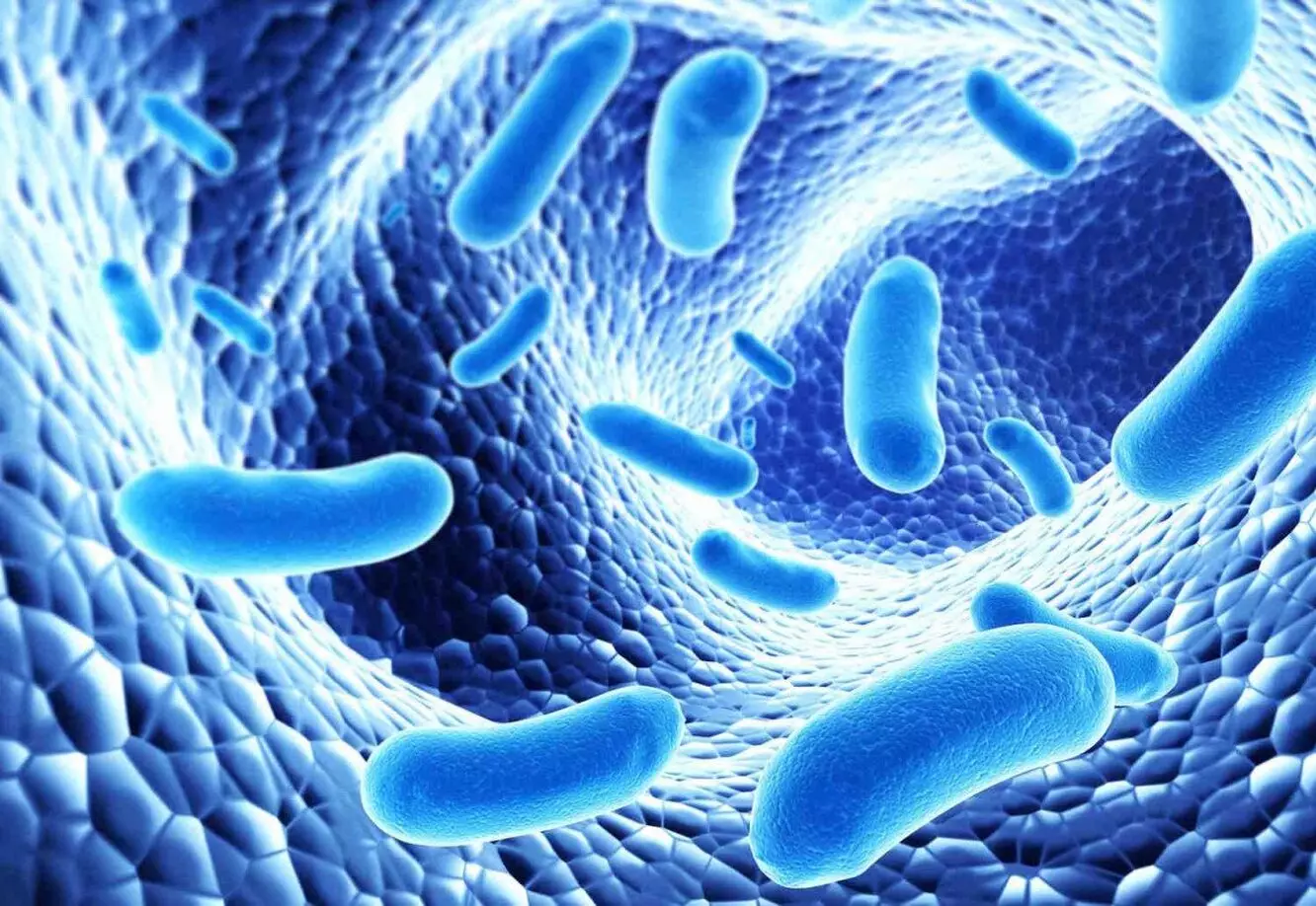 bakteria