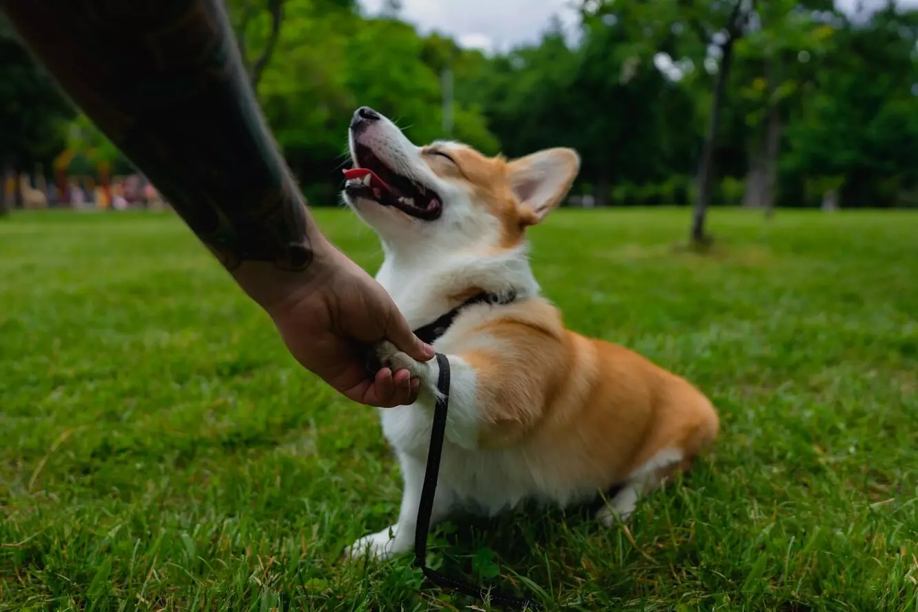 5個小而聰明的犬種