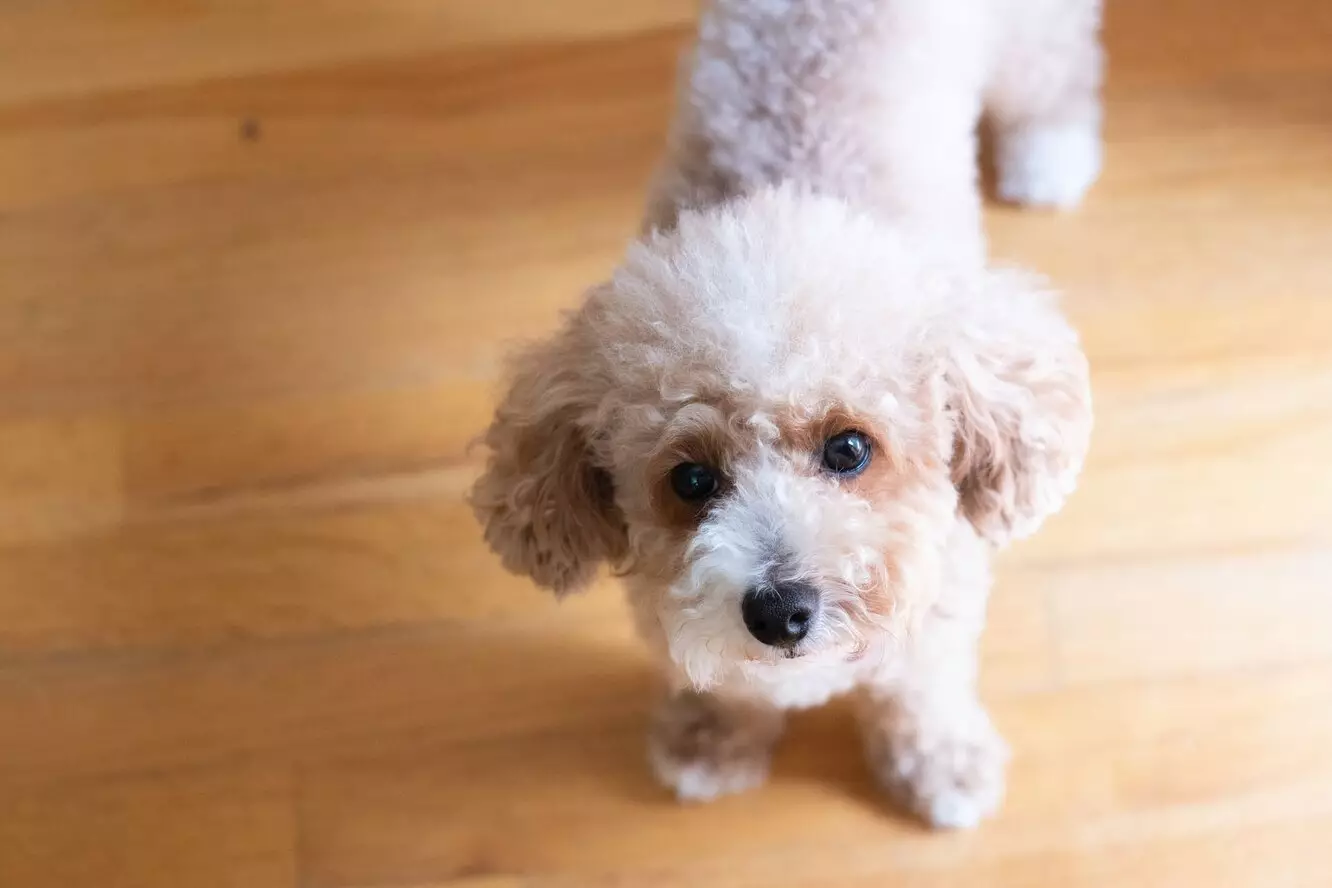 Toy poodle waa saaxiib qosol badan oo caqli badan