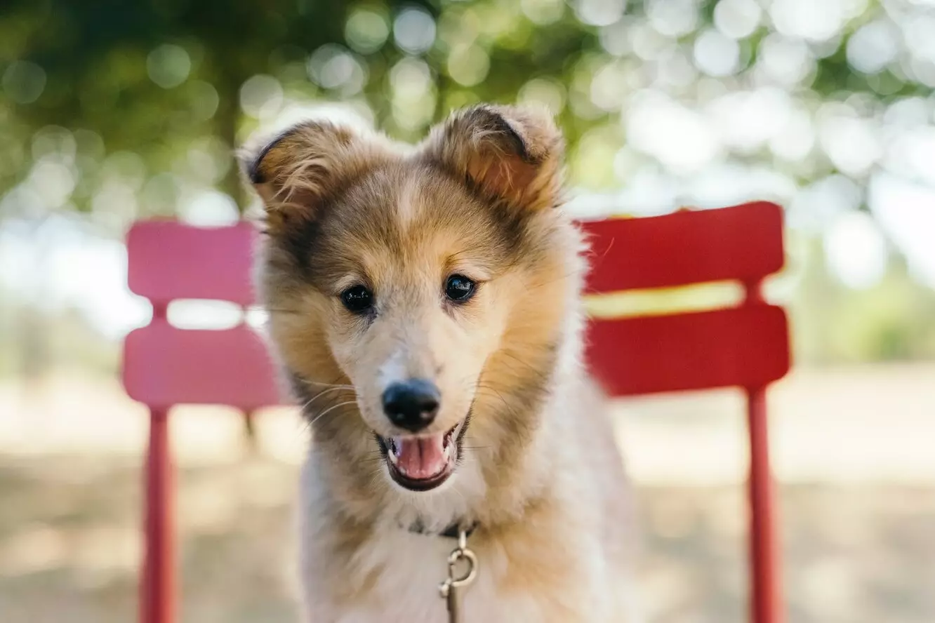 Sheltie is geschikt voor iedereen die droomt van een kleine slimme hond