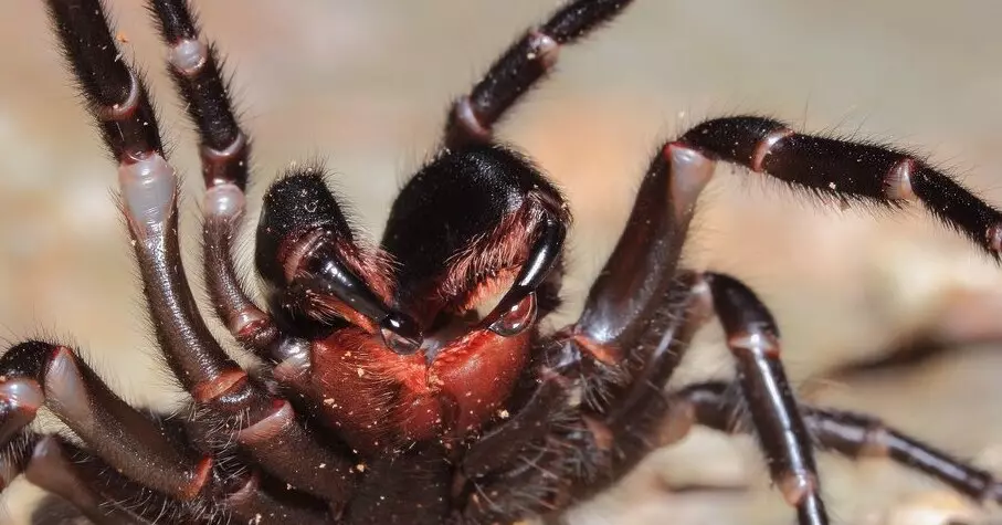 10 jedů zvířecího světa s velmi specifickým účinkem