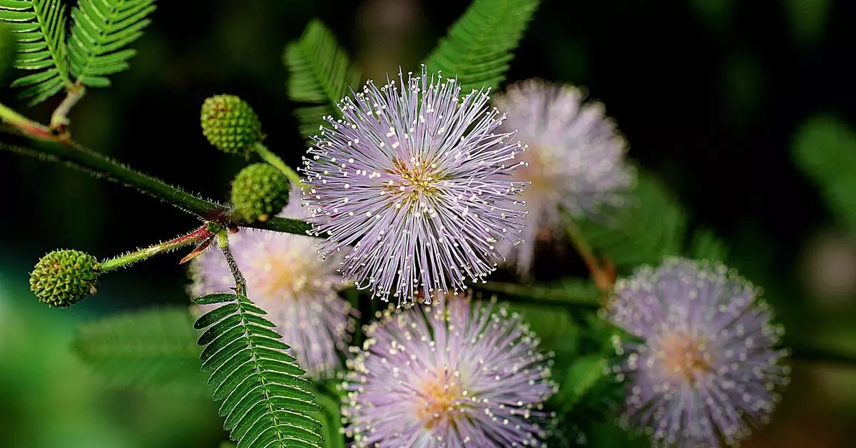 Mimosa waa geed gaar ah oo leh xusuusta iyo bilowga garaadka