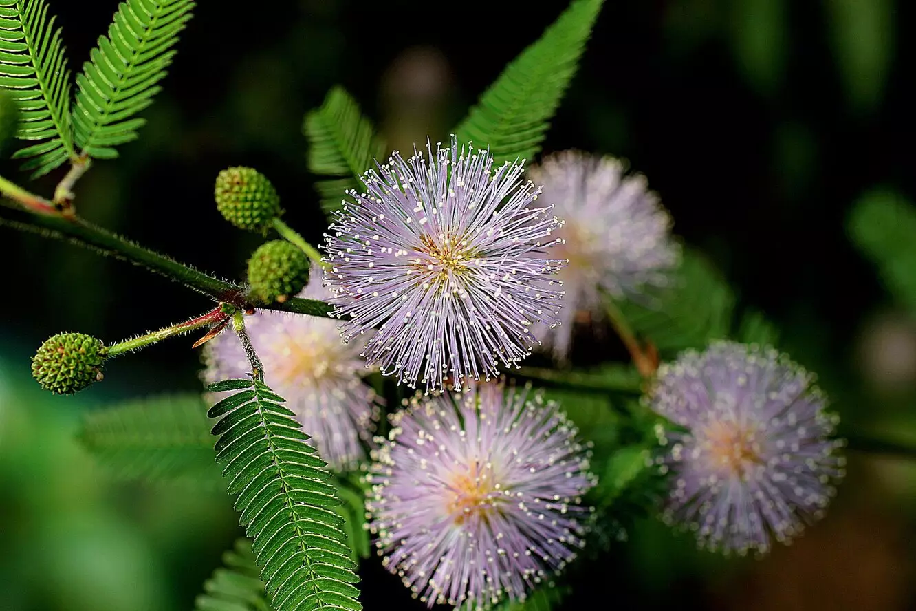 含羞草是一種獨特的植物，具有記憶力和智慧的開端 22084_1