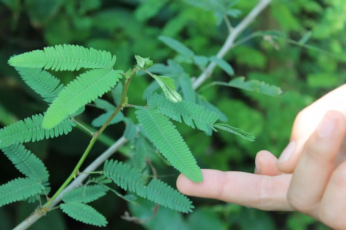 Mimosa on ainutlaatuinen kasvi, jolla on muisti ja älykkyyden alku 22084_2