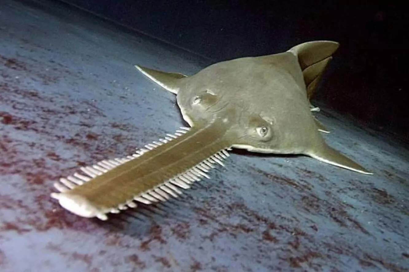 Sawfish şöhleleri deňziň ullakan ýaşaýjylary bolup, uzynlygy 7 metre çenli, agramy iki ýarym tonna çenli. Rowaýatlarda bu haýwanlar balyk gämilerine hüjüm edip, adamlary ýarym görüpdirler, ýöne aslynda gaty utanýarlar. Bu hakyky howpy aradan aýyrmaýar, sebäbi “burun arra” bilen tutaşan adam hakykatdanam adamy ýaralap we öldürip biler.