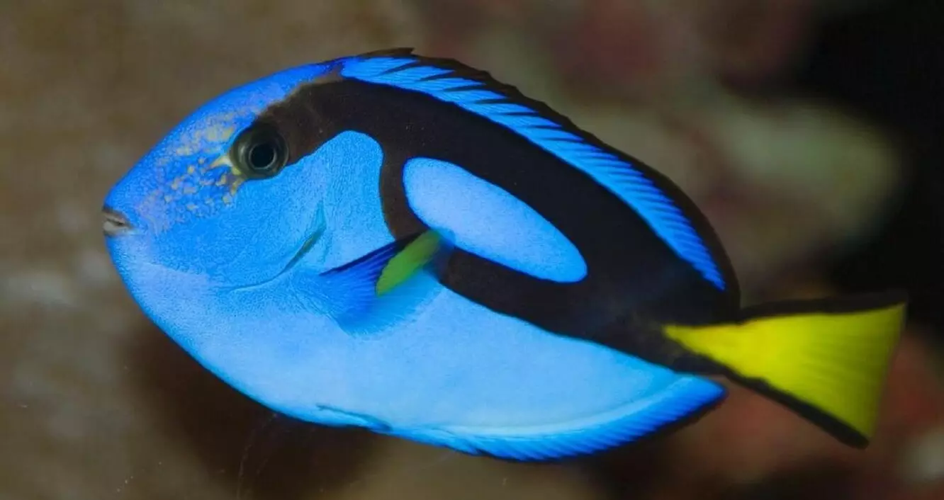 外科的 - 原則として、熱帯海域に生息するかなり小さな条鰭のある魚ですが、長さ1メートルまで成長する種があります。尾びれはとても鋭く、簡単に自分を切ることができます。サージカルフィッシュが占めるテリトリーで泳ぐことは非常に危険です。