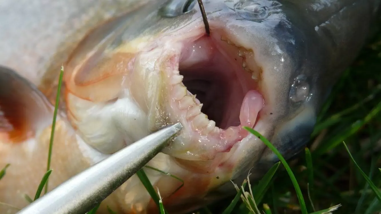 ブラウン パクーは、体長 1 メートル、体重 40 キログラムまでの南アメリカの淡水魚です。ピラニアの遠い親戚は、人間のものをかなり連想させる強力な四角い歯によって区別されます。 2011 年、ブラウン パクーは 2 人の漁師を殺害しましたが、一般的に人を攻撃することはめったにありません。