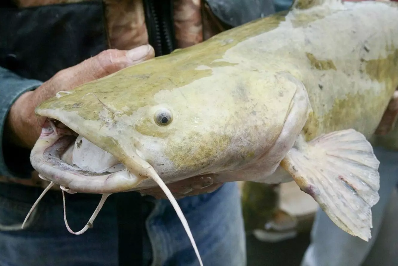 Zeýtun pişigi, zyýansyz adyna garamazdan, uzynlygy bir ýarym metre çenli ösýän we 60 kg agramyna ýetýän gaty uly süýji suw balyklarydyr. Aktiw tutýarlar we iýýärler, ýöne pişigiň özi adamlary iýip, syýahatçylara we balykçylara hüjüm edip başlady.