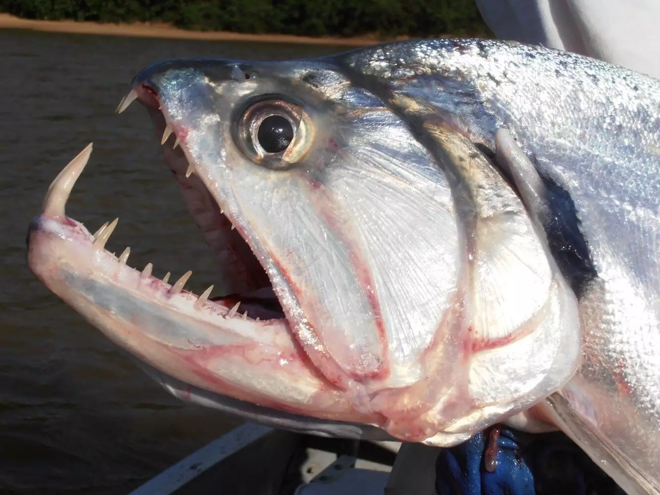 Mackerel-sida hydrolics, sidoo kale waa lacag-bixiye-kalluun-kalluun-ray-biyoodka cusub oo laga keenay Venezuela. Waxay caan ku yihiin fangaska waaweyn ee dhererkoodu yahay ilaa 15 cm iyo caadaysiga cunista kalluunka kasta oo iyaga ka yar, oo uu ku jiro burcad-badeedda. In kasta oo dabeecadda qallafsan tahay, dadka si naadir ah looma weeraro - laakiin dhowr dil oo kalluumaysato taxadar la'aan ah ayaa weli ku sii dheggan.