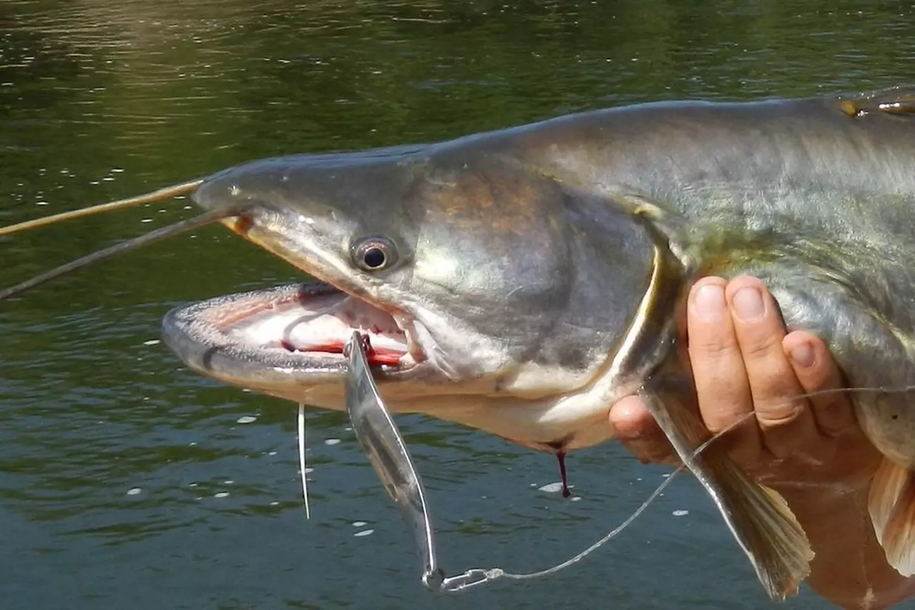 Wallago attu catfish waxay ku nool yihiin biyaha koonfurta Aasiya, Hindiya iyo Afgaanistaan. Waxay ku koraan ilaa laba mitir oo cabbir ah waxayna si joogto ah u weeraraan dadka go'aansada inay ku dabaasho harooyinka aan la tijaabin.