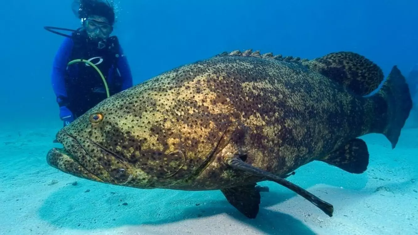 Atlantic giant groupers, kapa guasa, ke litlhapi tsa metsing tse tsoang lelapeng la majoe a majoe, tse fihlang bolelele ba limithara tse peli le halofo le boima ba lik'hilograma tse 200. Hangata li-divers li hlaseloa, tseo, ka lebaka la boholo ba tsona, ka linako tse ling li lebisa lefung la motho.