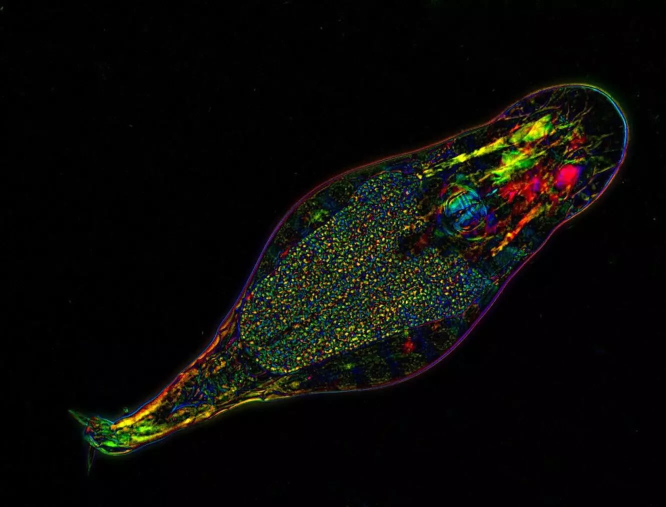 Copilia quadrata bụ obere copepod crustaceans. Ụmụ nwanyị ha nwere anya pụrụ iche, na-eburu ihe karịrị ọkara ogologo ahụ. Site n'enyemaka nke ha, ha nwere ike ịmata ọdịiche ọ bụla na-emegharị gburugburu ha ma hụ nke ọma na ìhè kachasị ike.