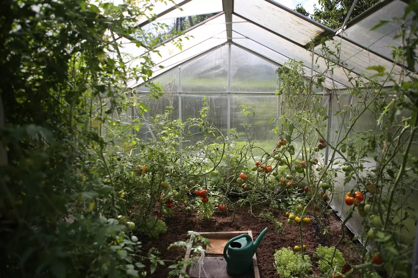 5 grøntsager du kan dyrke derhjemme: de bedste planter til en lejlighed