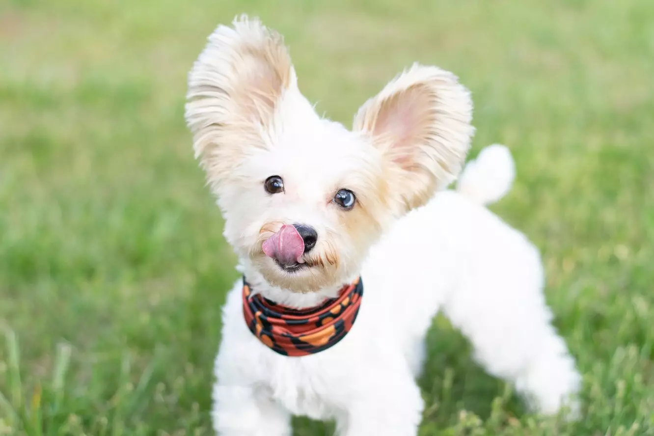 5 kenmerke van klein honderasse: vind uit wat om van jou hond te verwag