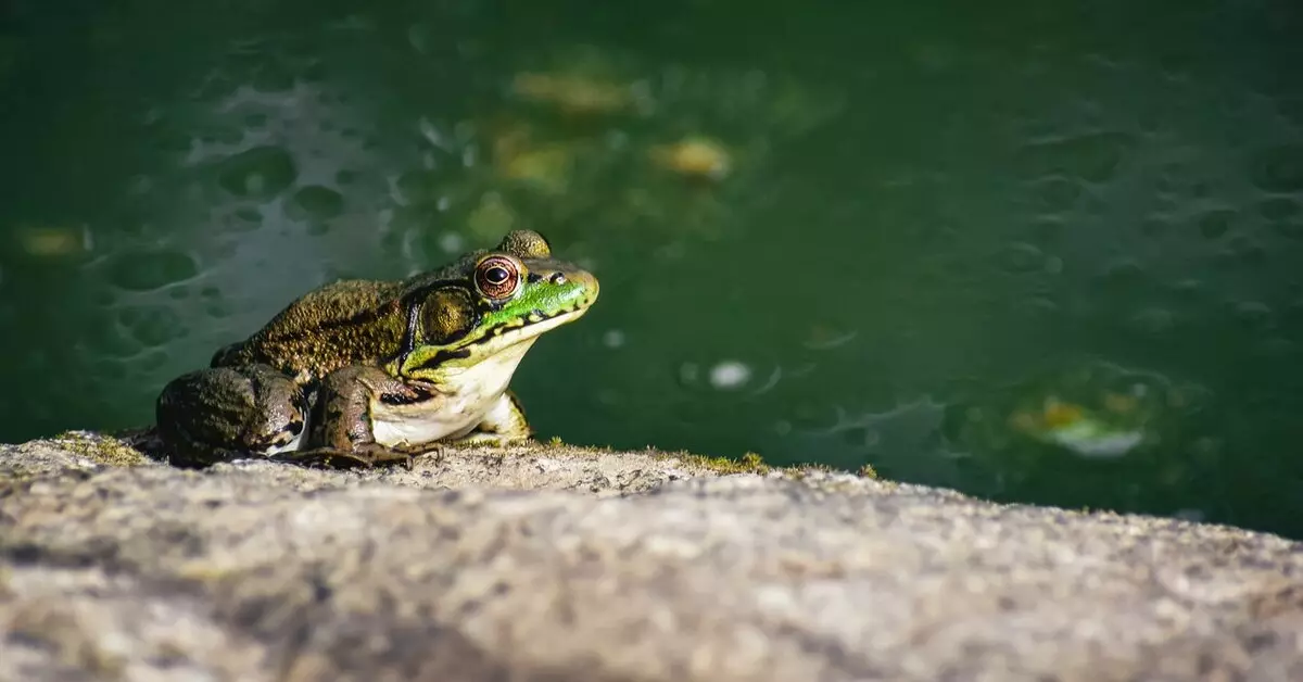 10 najčudnijih stvari koje su pale s neba umjesto kiše