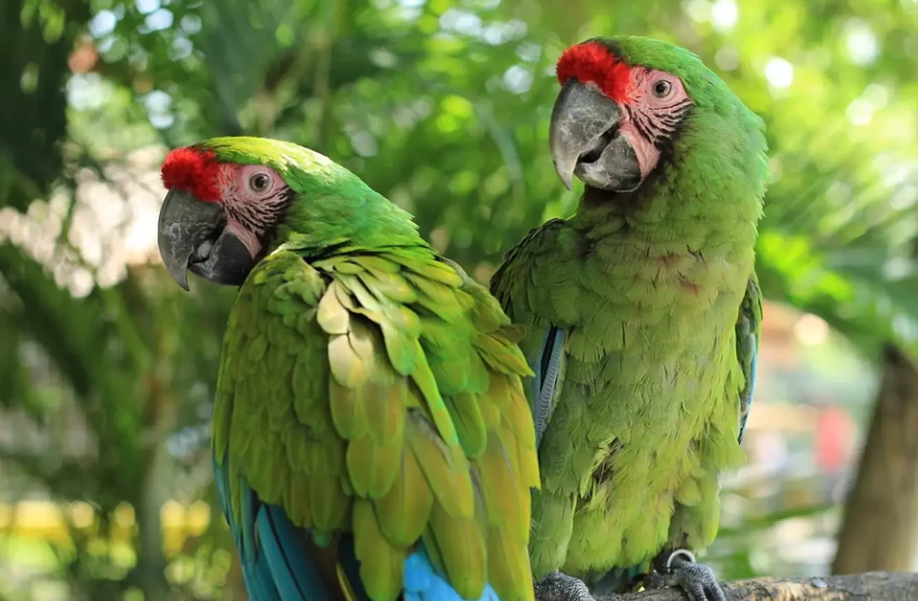 El guacamayo soldat és una espècie que s'ha adaptat perfectament al clima de Nicaragua.