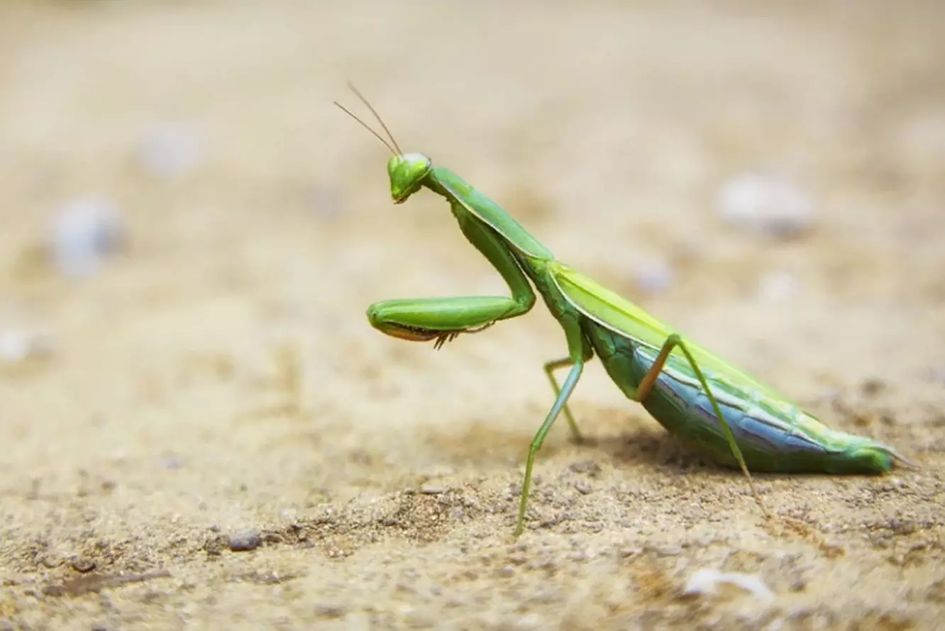 Ne ĉiuj specoj de preĝmantoj adaptiĝas al vintro. Humideco ludas tre gravan rolon. Estas malfacile diri, kio precize ĝi devus esti, sed la manto tuj mortos pro sekeco, kaj ankaŭ pro ajna sugesto de ŝimo.