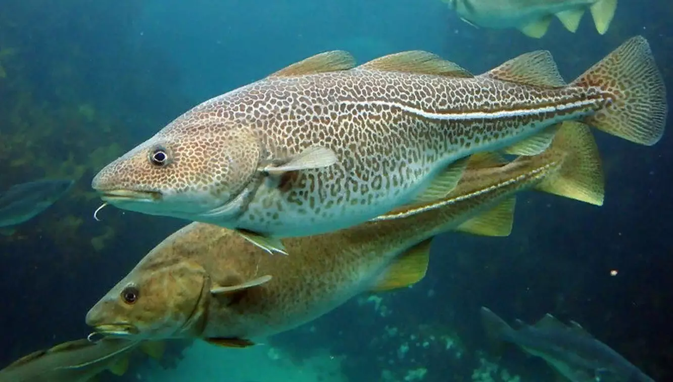 O lenei ituaiga o i'a o le gataifale, ae o nisi o i'a o lo'o fa'aogaina fa'atasi i le nofoaga e nonofo ai pelagic, i le fa'aogaina o mea'ai e maua i ogasami avanoa.