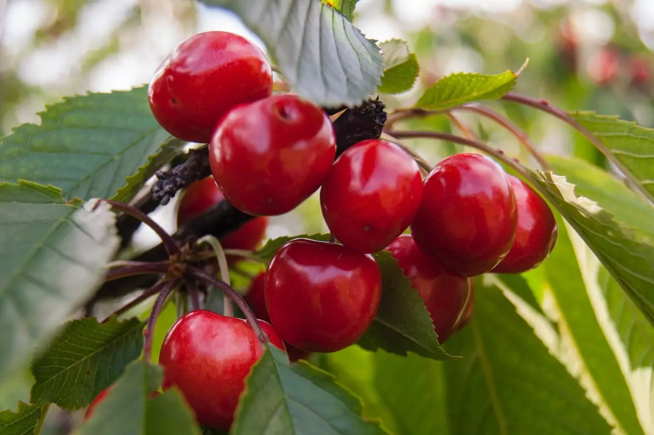 Cherry ke monokotšoai oa bohlokoa haholo