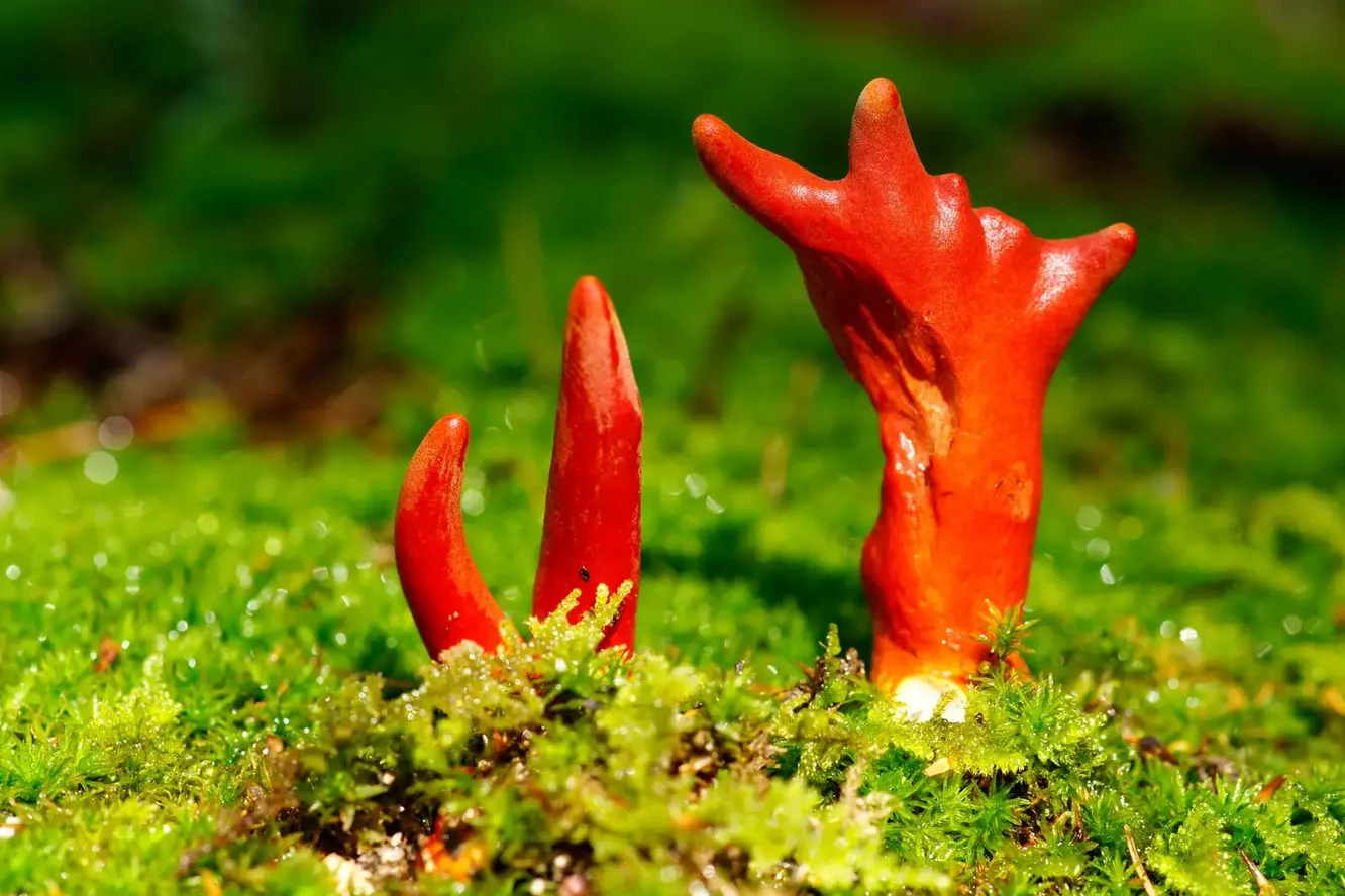 5 Most Poisonous Mushrooms in the World: Don't You Even Touch Them