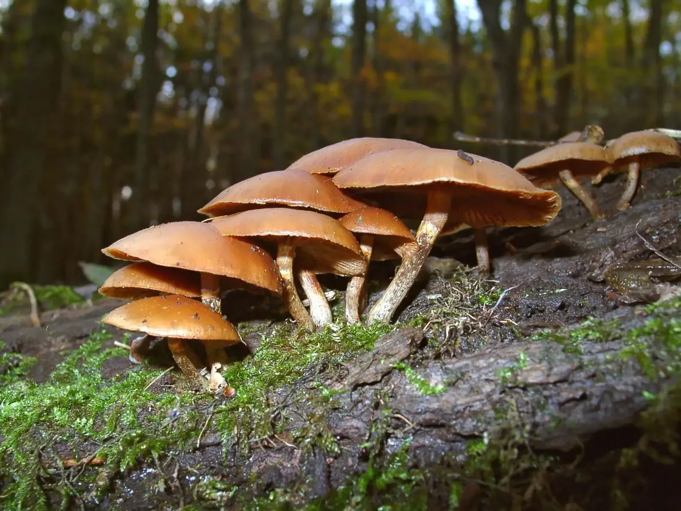 Les champignons les plus vénéneux du monde 229305_4