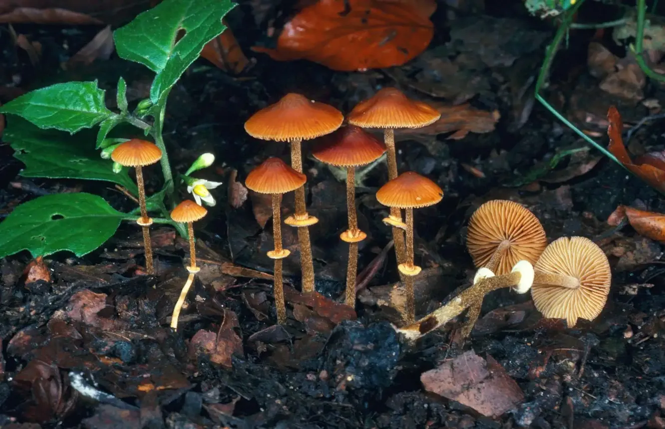 The most poisonous mushrooms in the world 229305_5