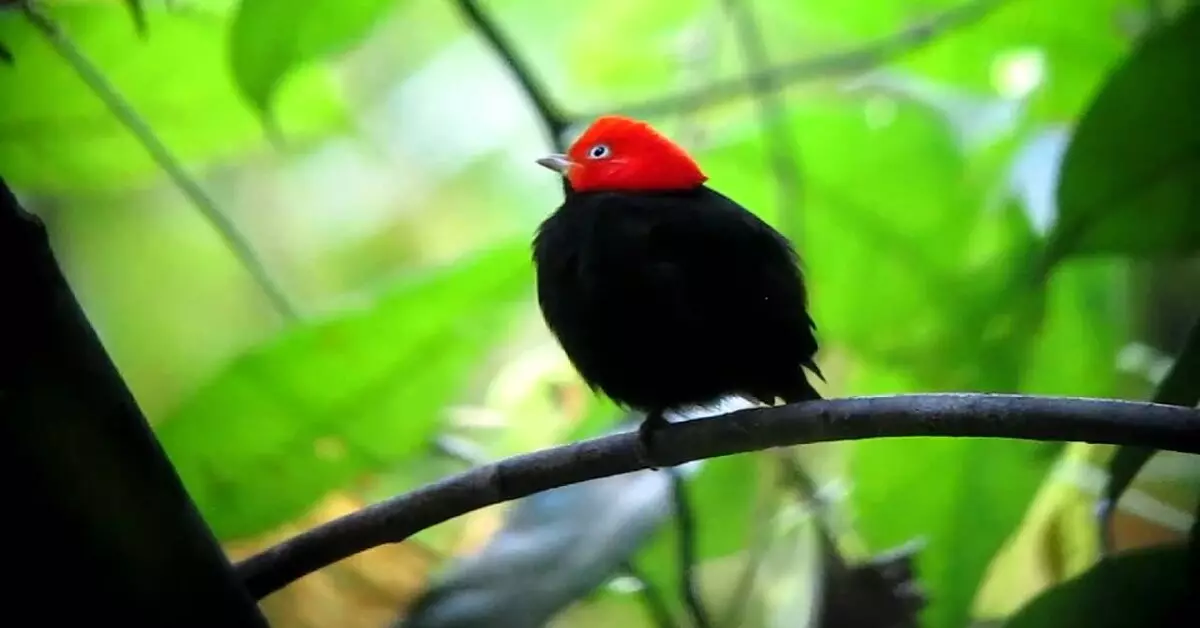 10種非標準的鳥類交配儀式