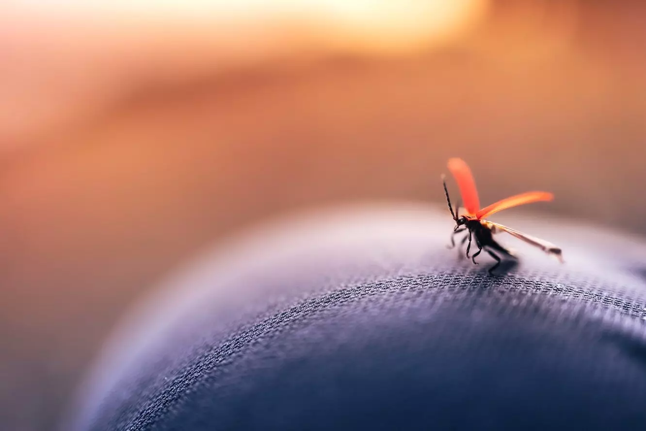 Como entender que insecto te mordeu no rastro na pel e que facer en cada caso