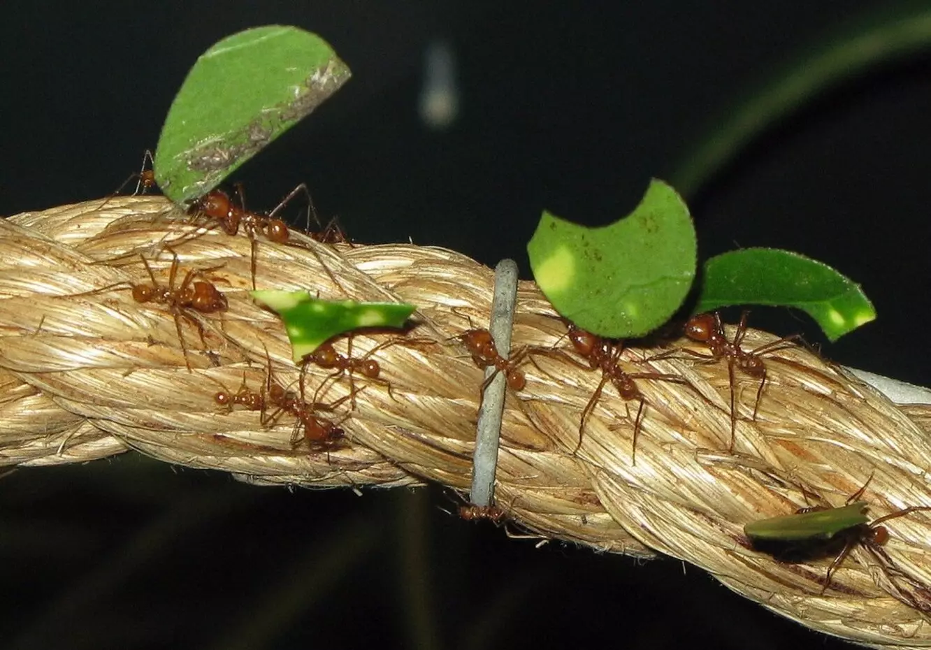 පින්තූරයක්