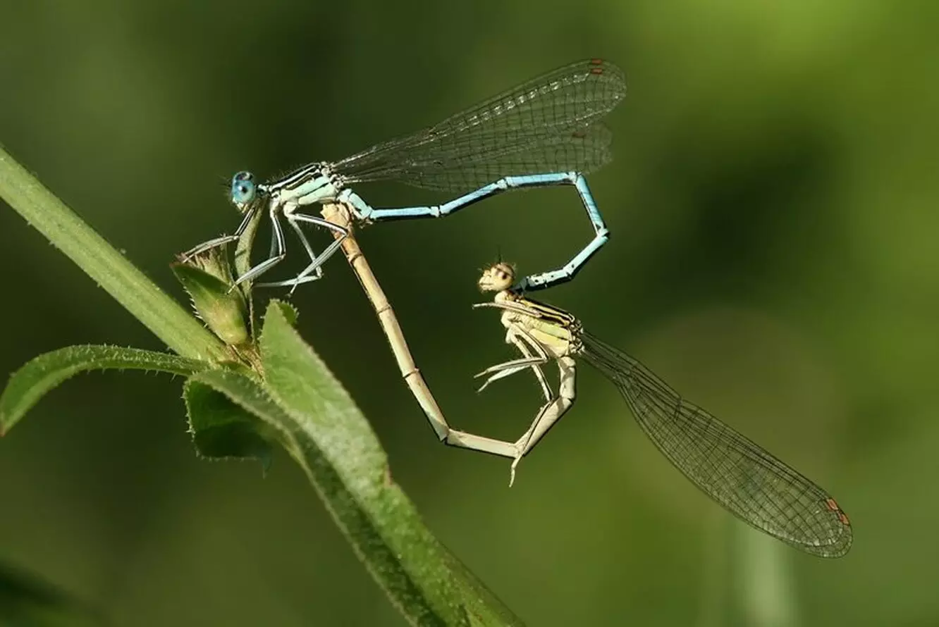 පින්තූරයක්