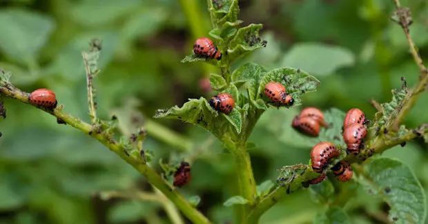 10 Dili Kinaandan nga mga Ehemplo sa mga Tanum ug mga Insekto nga Giatubang