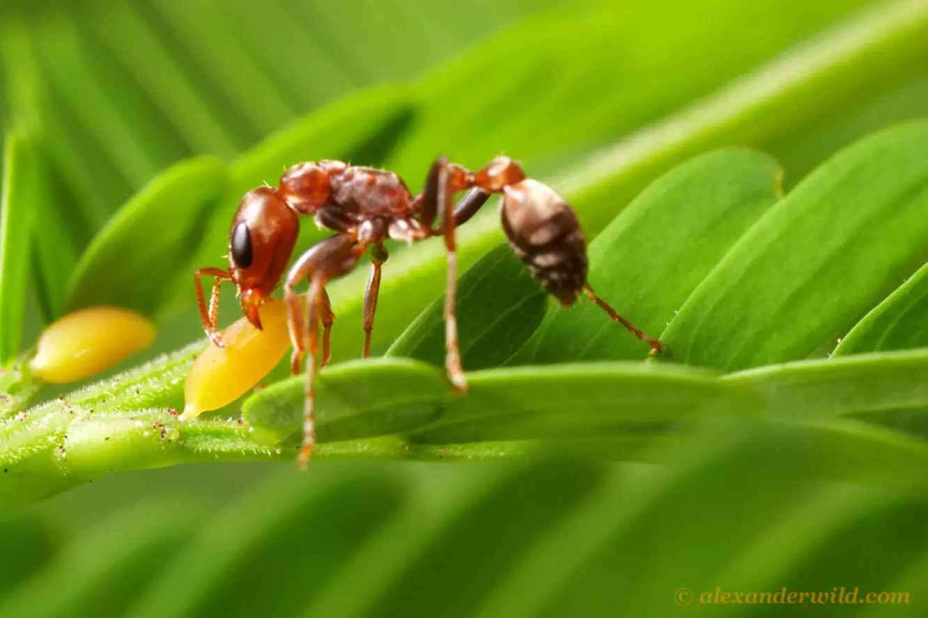 એક છબી