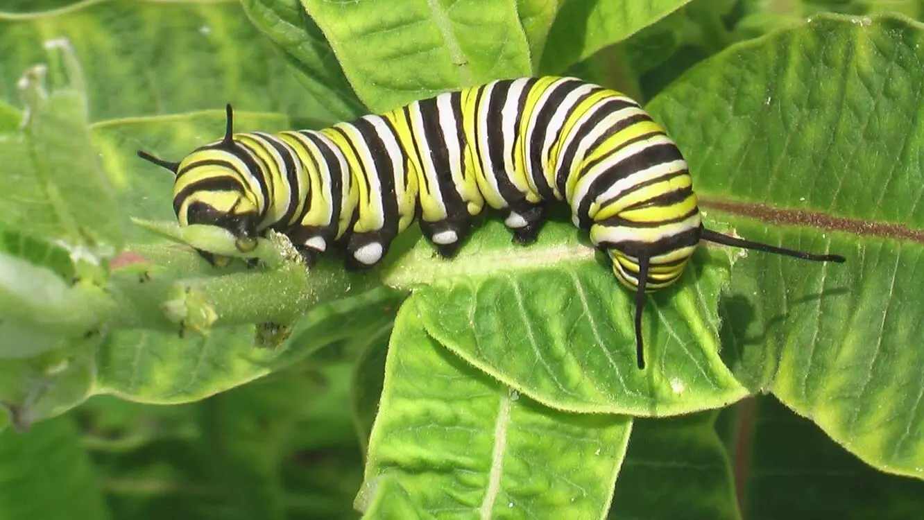 એક છબી