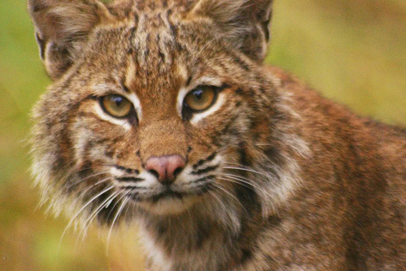 10 niezwykłych gatunków dzikich kotów, które są trudne do oswojenia