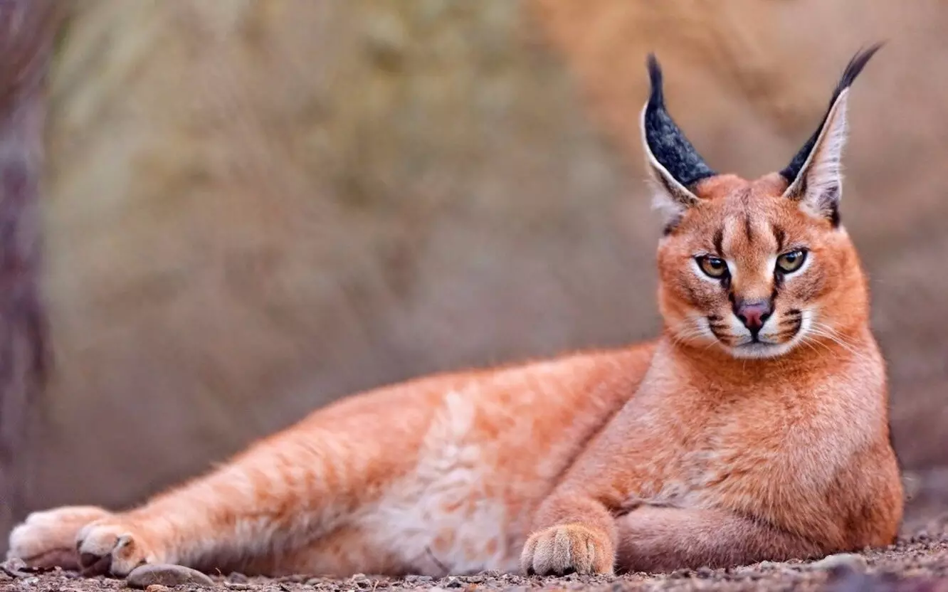 Caracal ឬ steppe lynx